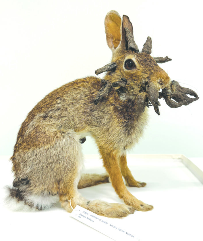 ‘Frankenbunnies’ seem to have horns | News, Sports, Jobs - The Mining ...